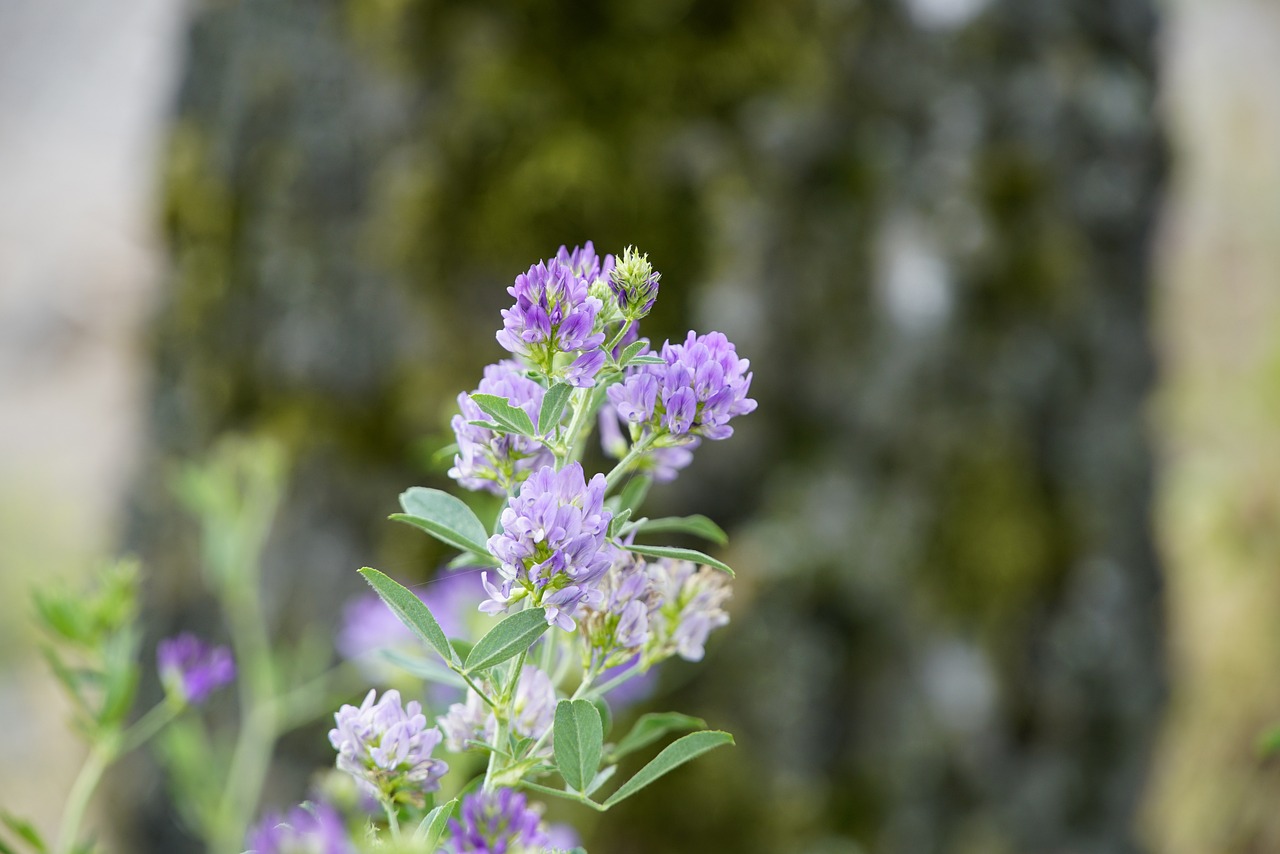 4 propiedades de la alfalfa y cómo tomarla